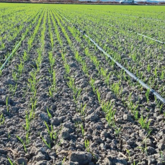 Rice : the next frontier in drip irrigation | Irrigazette